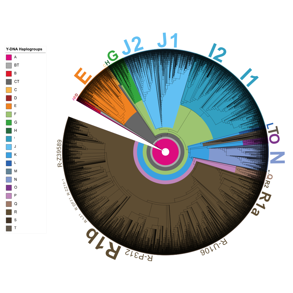 Y-chromosome haplotree growth – Slovenian DNA Pool